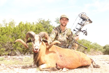 Texas Corsican Ram Hunt - Gerhart Outdoors